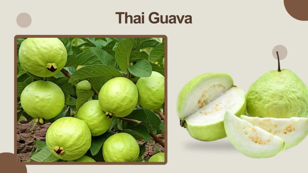 25 Popular Types of Guava: Names,Identification, and Key Features