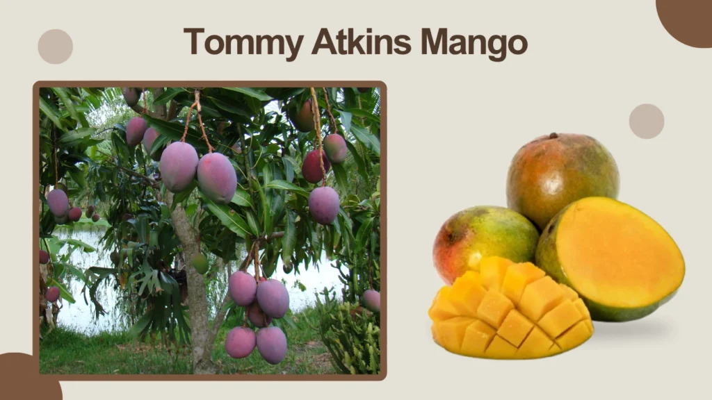 25 Popular Types of Mangoes: Names, Identification, and Benefits