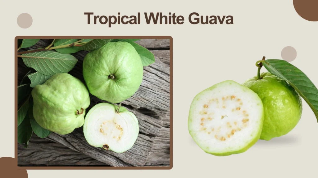 25 Popular Types of Guava: Names,Identification, and Key Features
