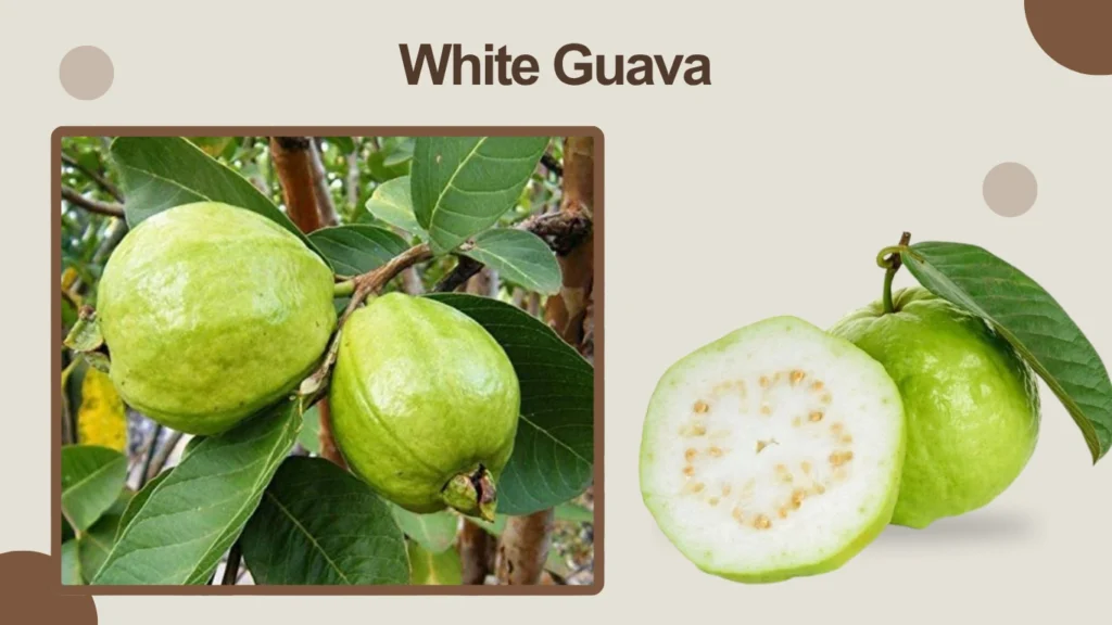 25 Popular Types of Guava: Names,Identification, and Key Features