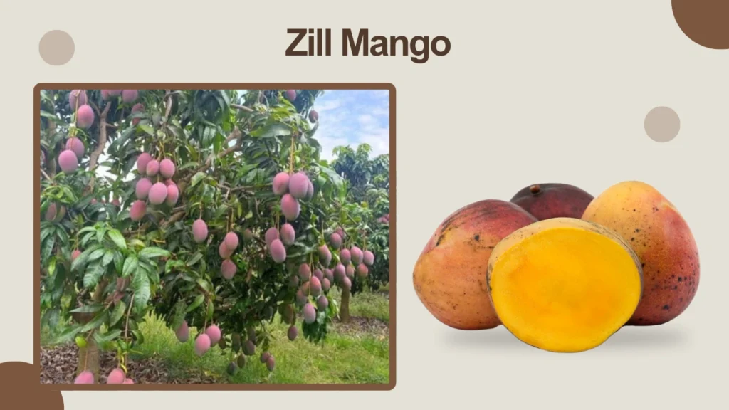 25 Popular Types of Mangoes: Names, Identification, and Benefits