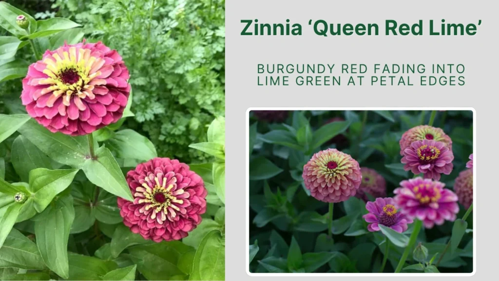 25 Types of Zinnia Flowers: Identification With Pictures