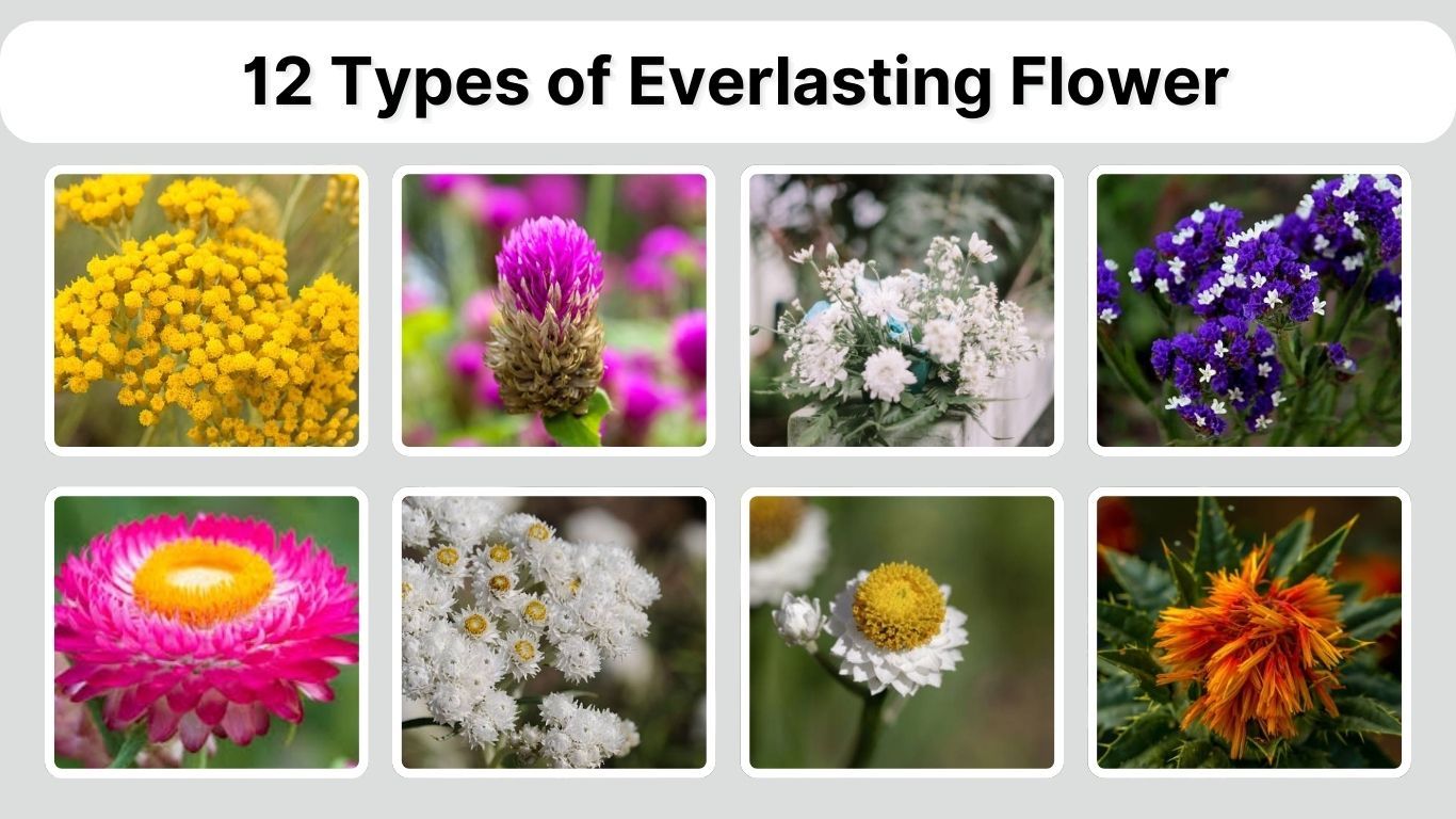 12 Types of Everlasting Flower: Species Identification with Pictures