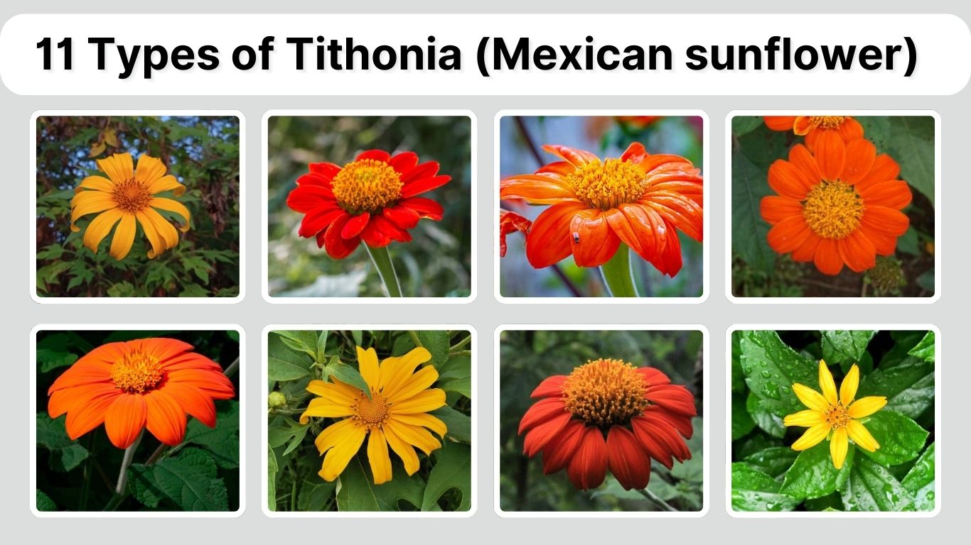 11 Types of Tithonia (Mexican sunflower): Identification with Pictures