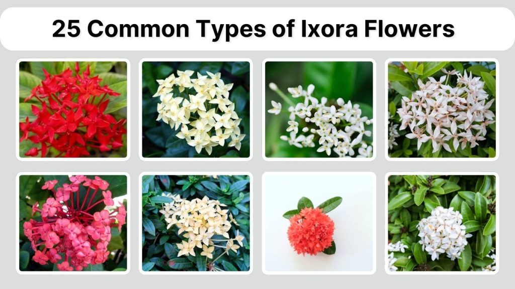 25 Common Types of Ixora Flowers: Identification with Pictures