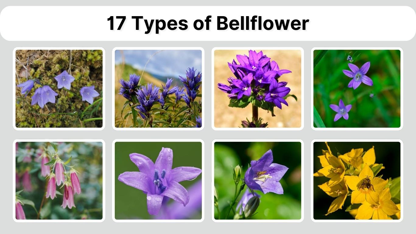 17 Types of Bellflower: Identification with Picture