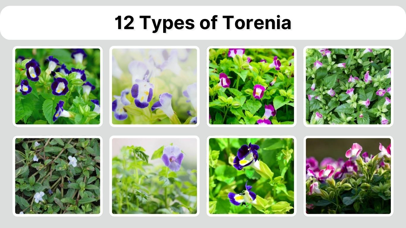 12 Types of Torenia: Identification with Picture