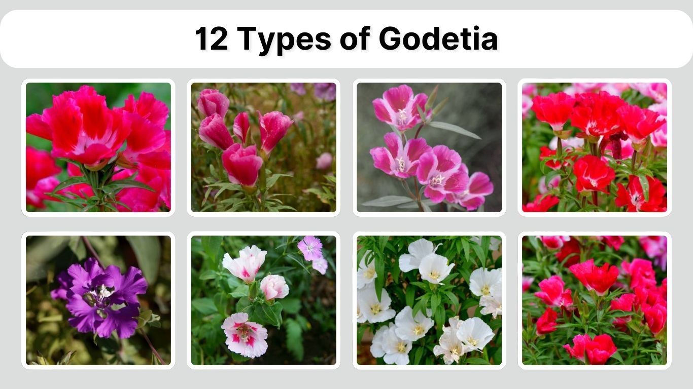 12 Types of Godetia: Identification with Picture