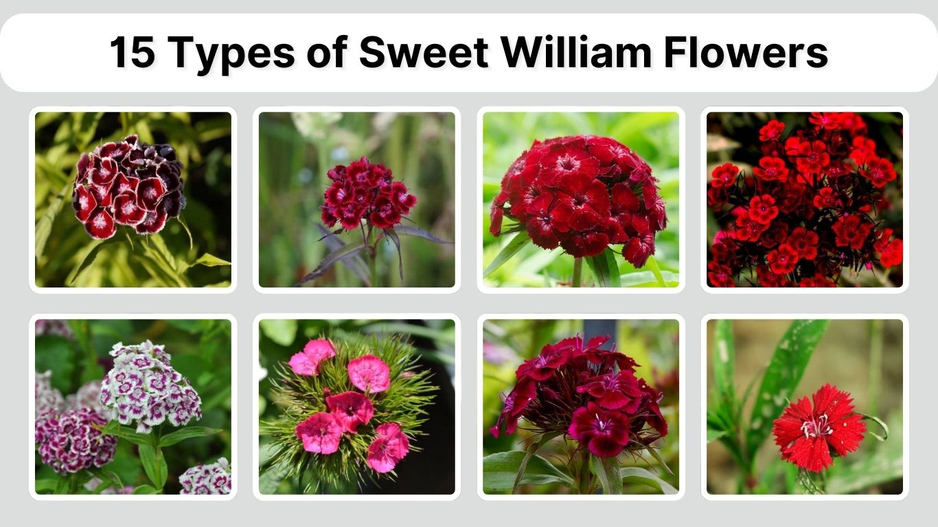 15 Types of Sweet William Flowers: Species Identification with Pictures