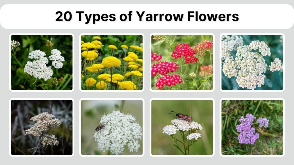 20 Types of Yarrow Flowers: Different Plant Identification with Pictures