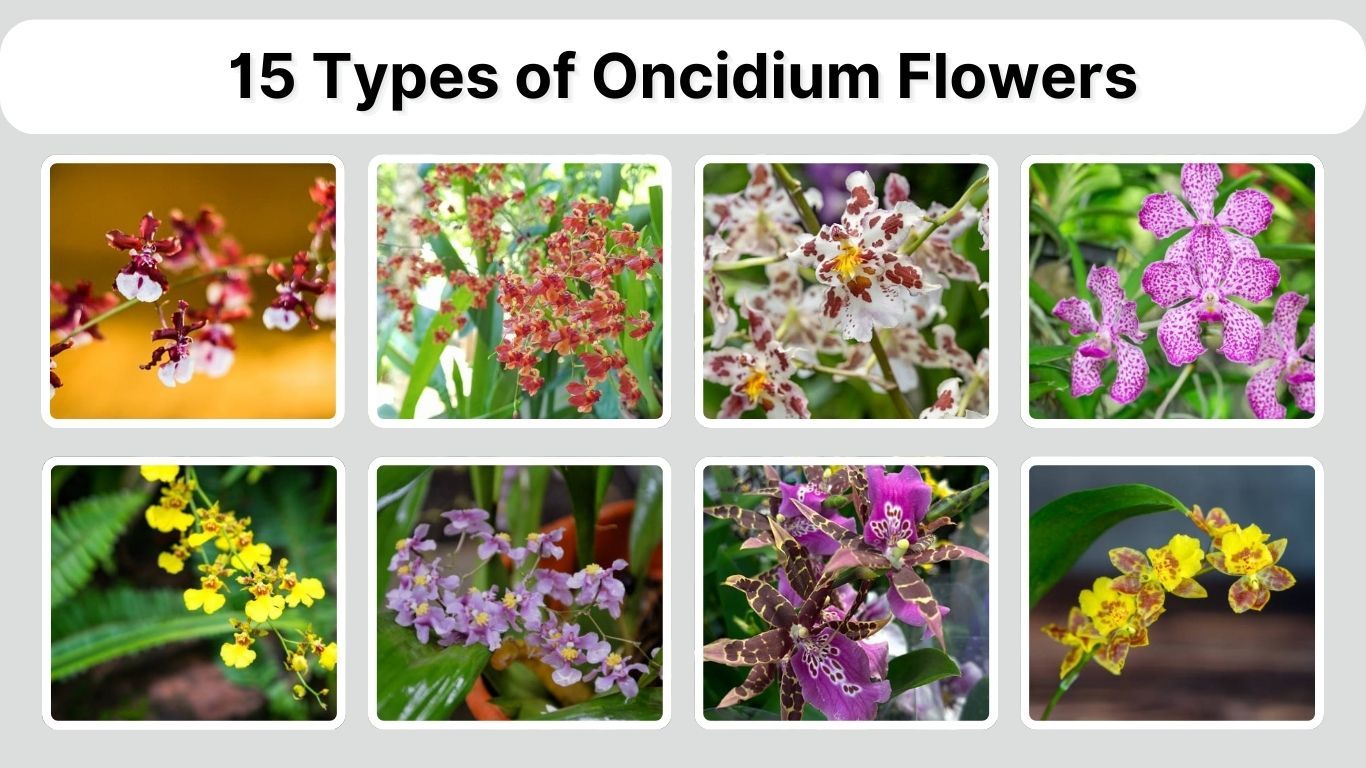 15 Types of Oncidium Flowers: Identification with Pictures