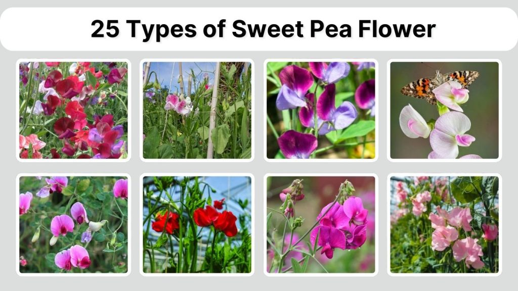 25 Types of Sweet Pea Flower: Identification with Picture