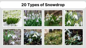 20 Types of Snowdrop (Galanthus): Identification with Pictures