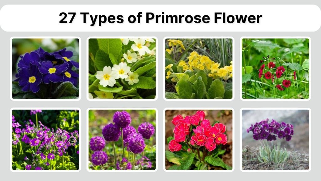 27 Types of Primrose Flower: Identification with Pictures