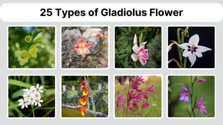 25 Types of Gladiolus Flower: Species Identification With Pictures