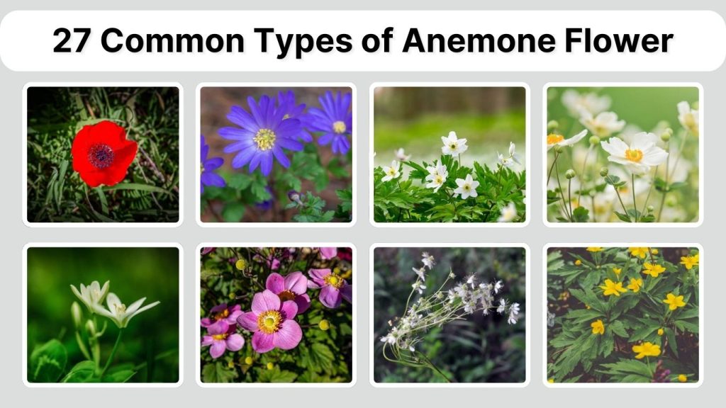 27 Common Types of Anemone Flower: Identification With Pictures