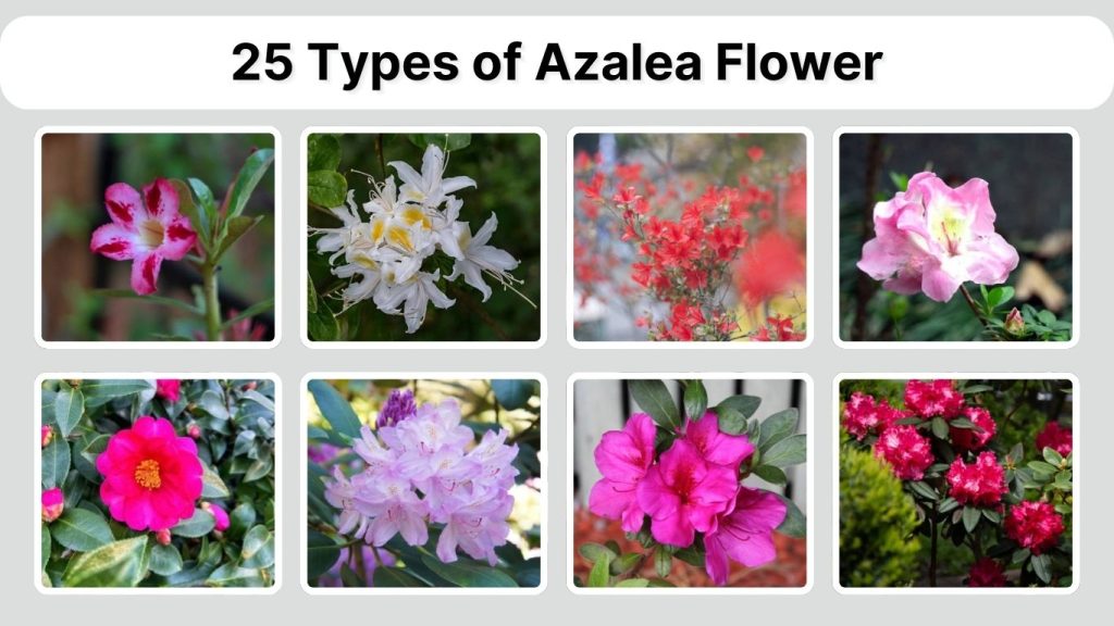 25 Types of Azalea Flower: Identification With Pictures