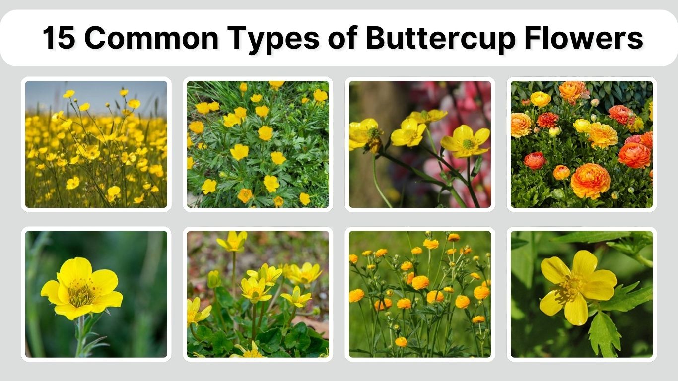 15 Common Types of Buttercup Flowers: Different Species ID with Pictures