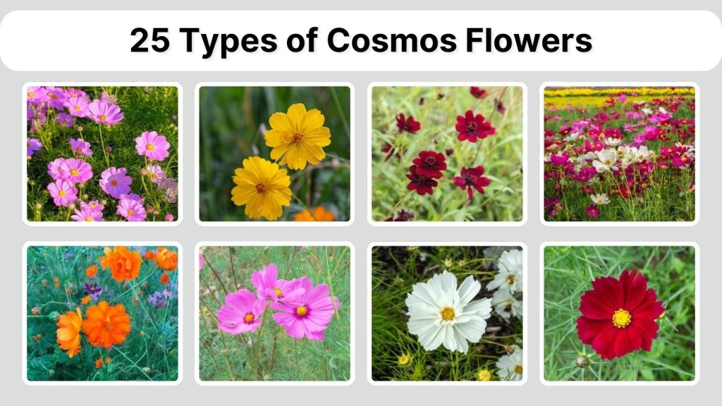 25 Types of Cosmos Flowers: Different Species ID with Pictures