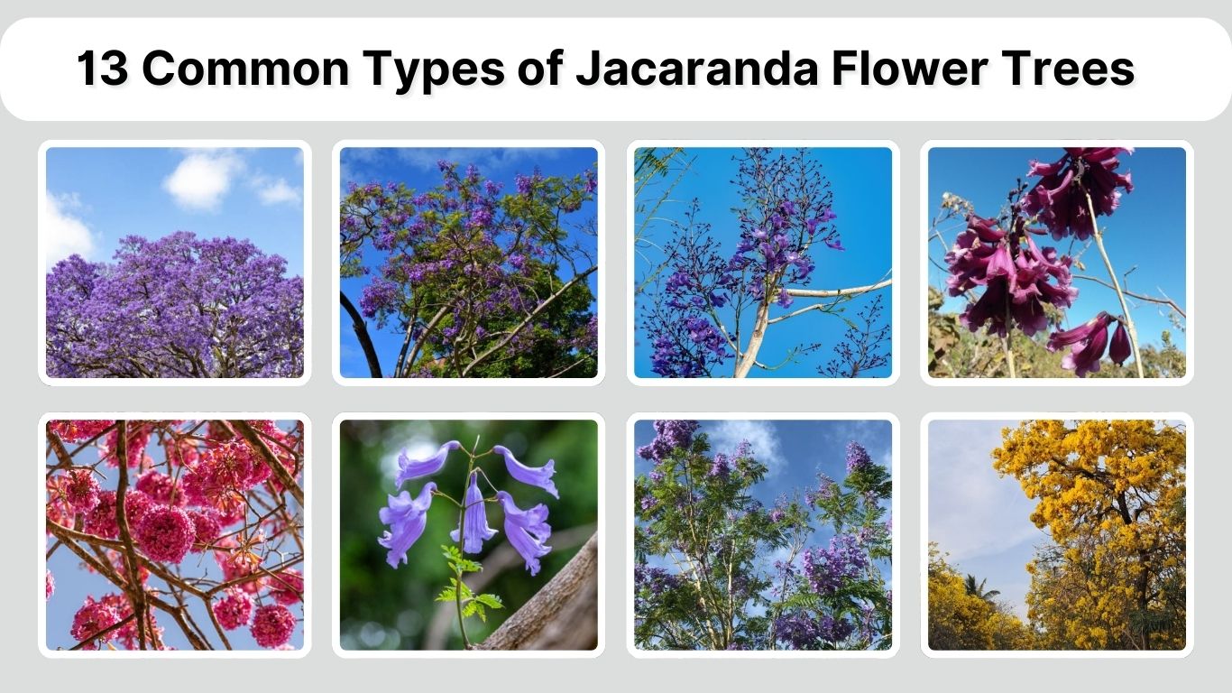 13 Common Types of Jacaranda Flower Trees: Names with Pictures