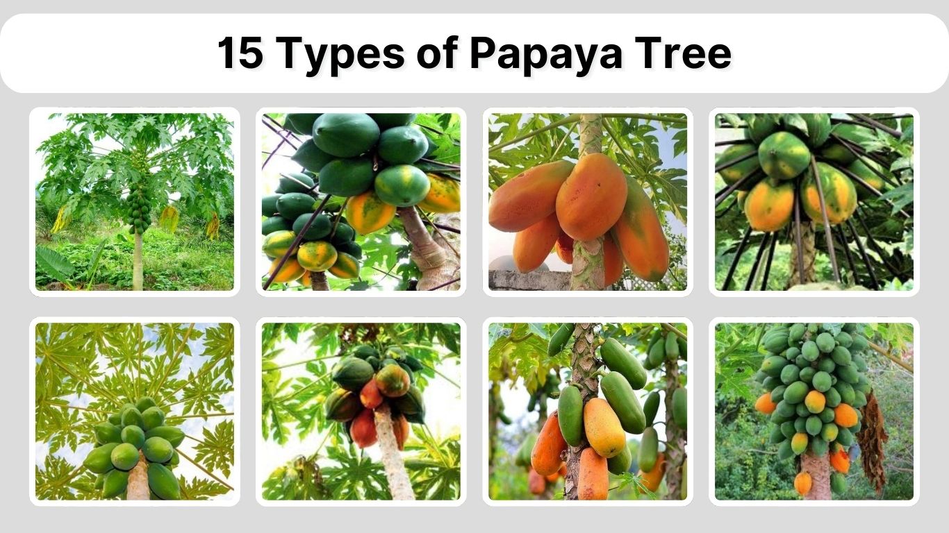 15 Types of Papaya Tree: Identification with Pictures