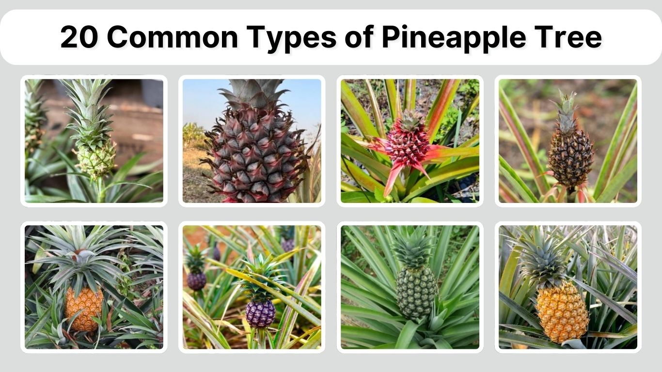 20 Common Types of Pineapple Tree: Identification with Pictures