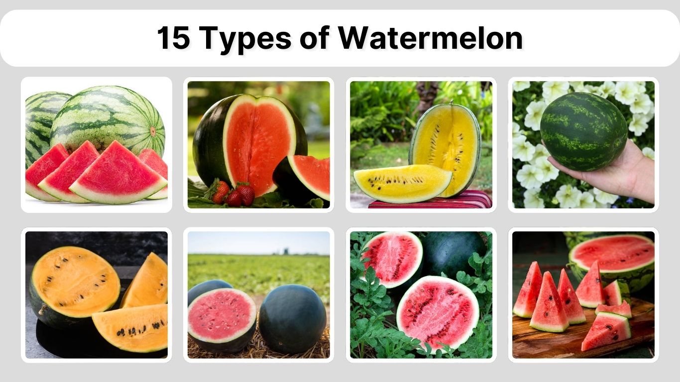 15 Types of Watermelon: Identification with Pictures