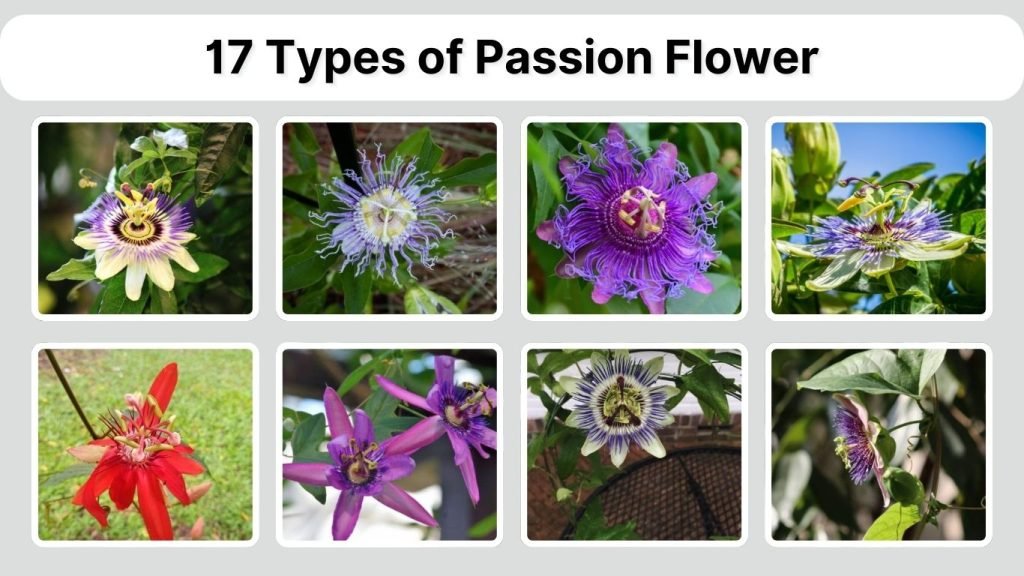 17 Types of Passion Flower: Names, Colors, and Floral Beauty
