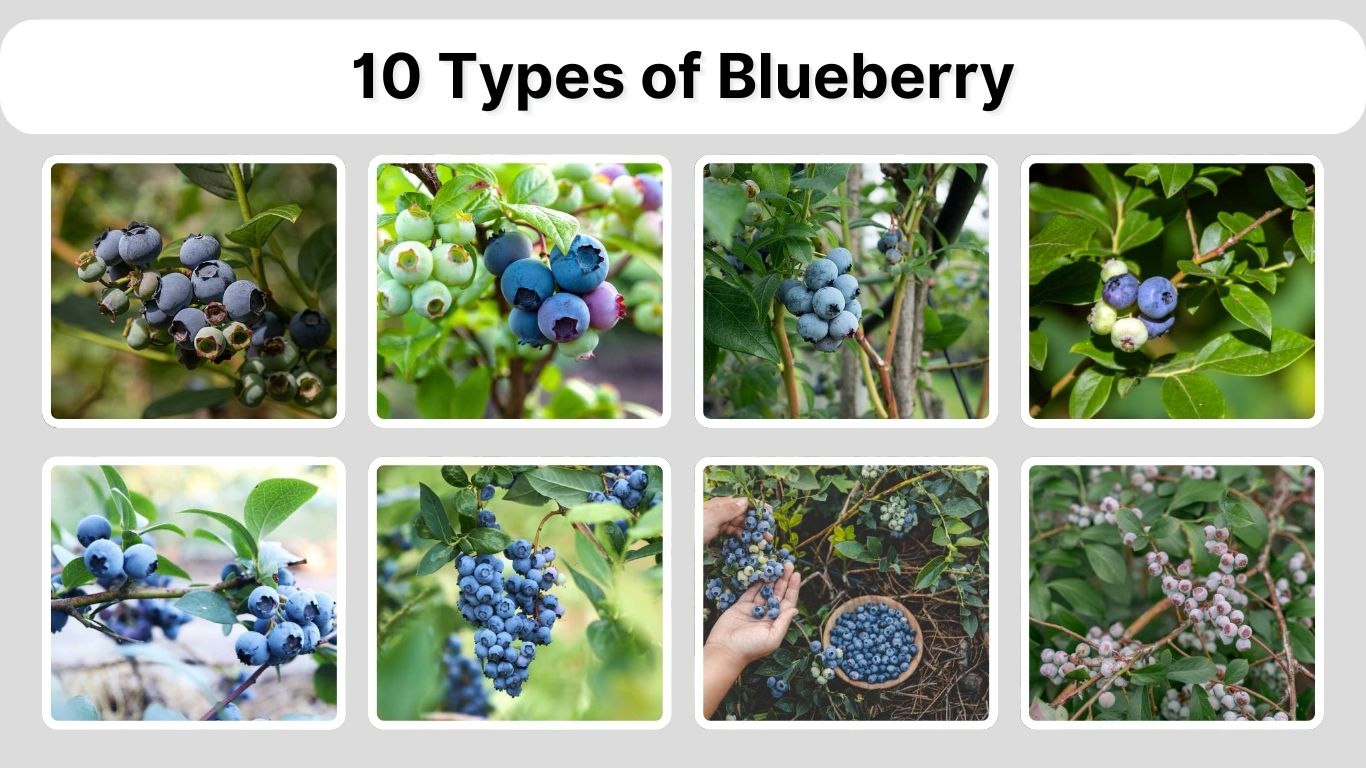 10 Types of Blueberry: Identification with Pictures