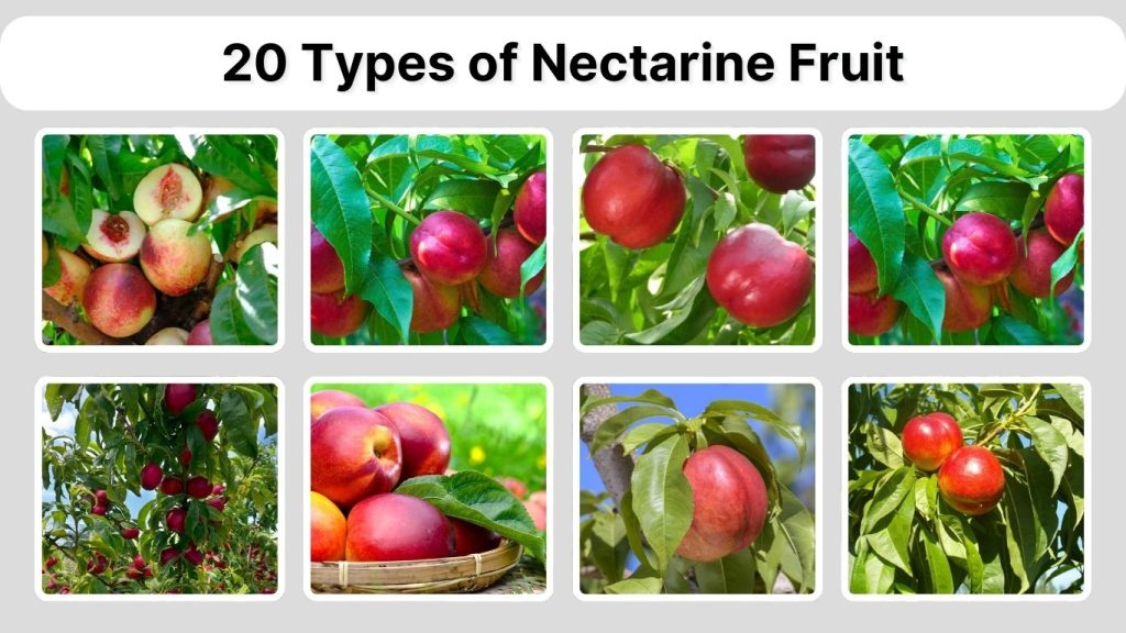 20 Types of Nectarine Fruit: Identification with Pictures