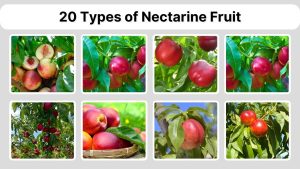 20 Types of Nectarine Fruit: Identification with Pictures
