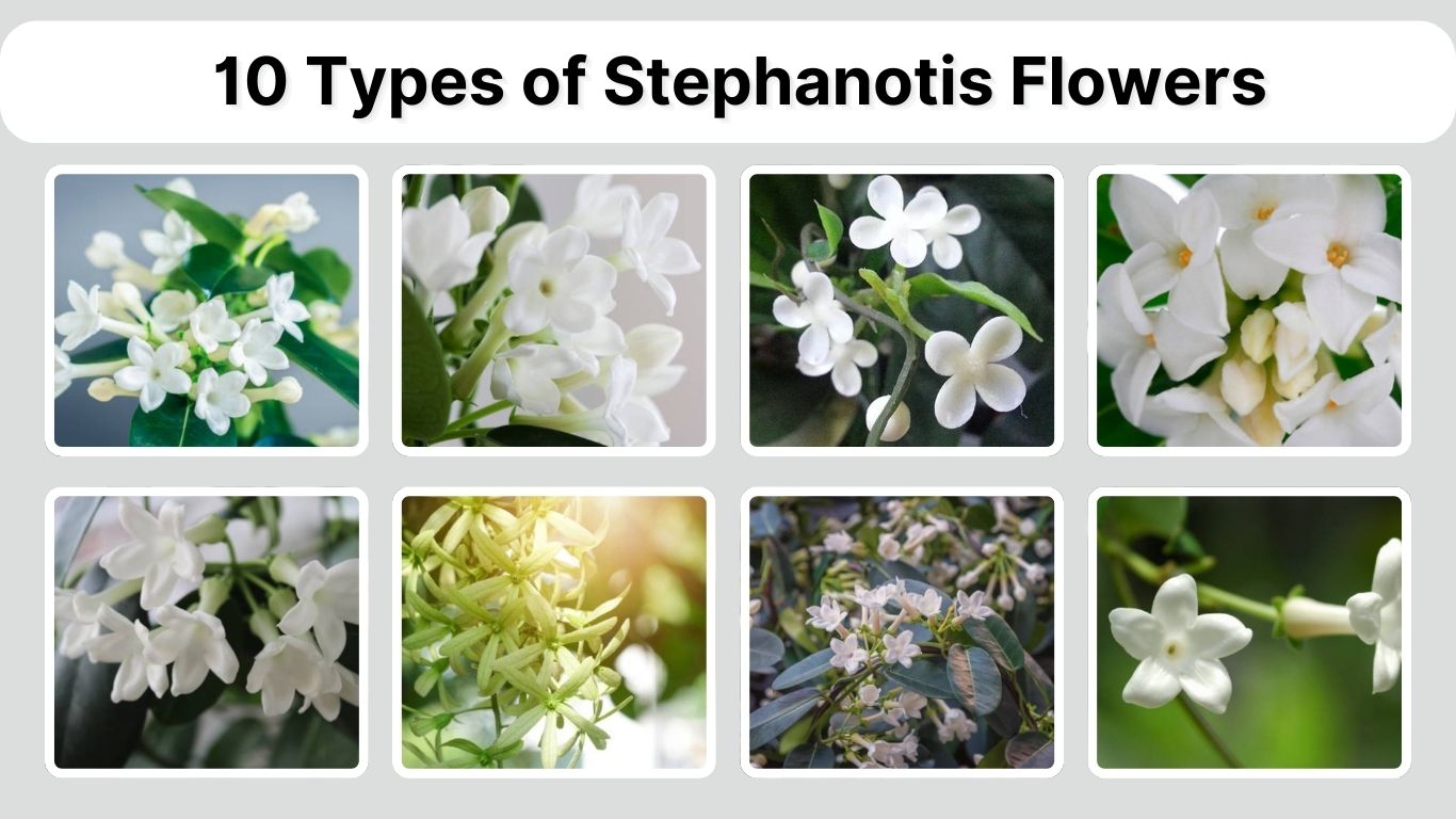 10 Types of Stephanotis Flowers: Identification With Names & Images