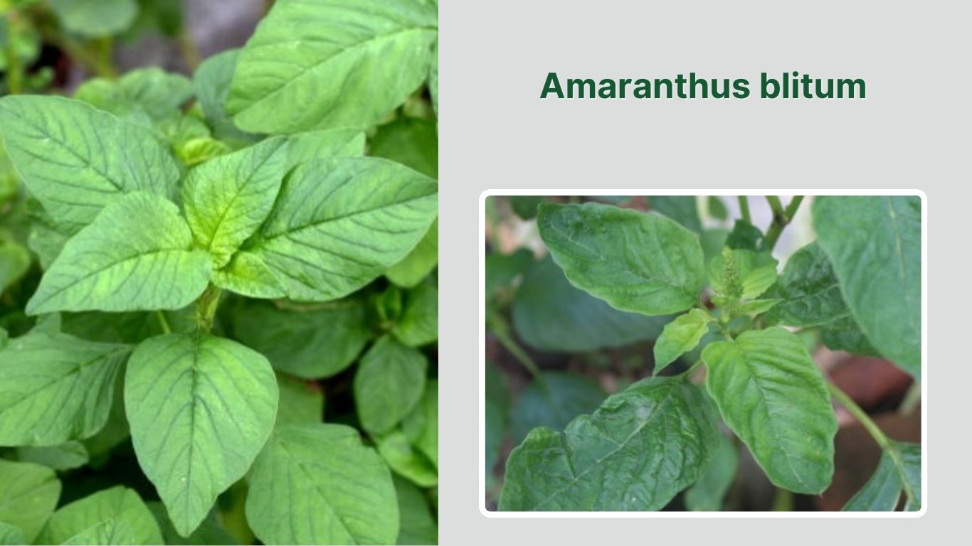 15 Types of Amaranth Flower: Identification with Picture