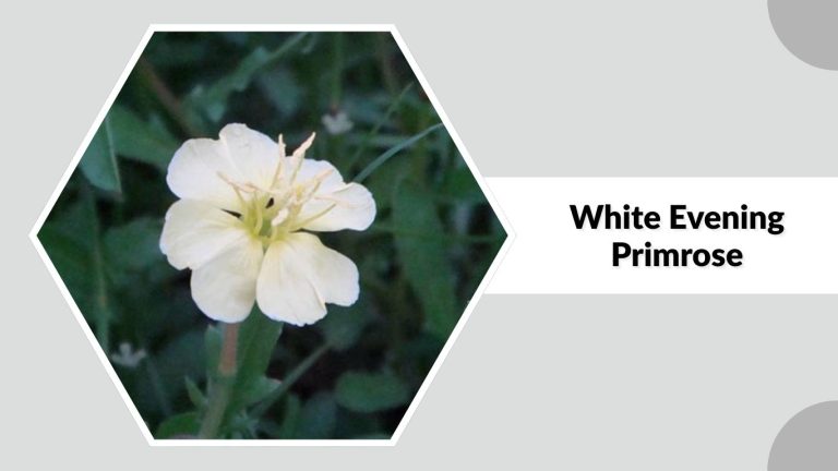 25 Types of Evening Primrose: Identification with Picture