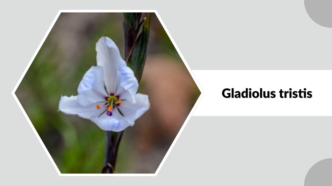 25 Types of Gladiolus Flower: Species Identification With Pictures