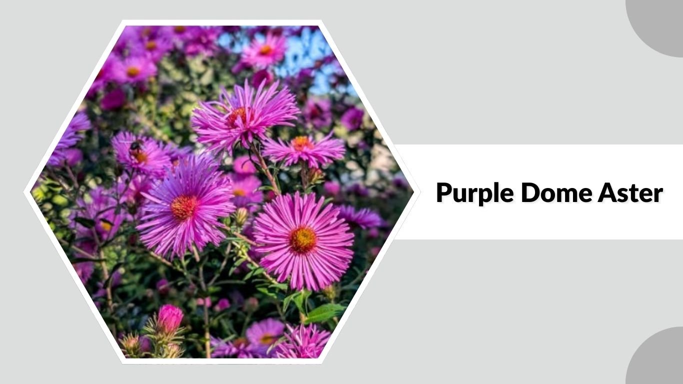 27 Types of Aster Flowers: Different Species ID with Pictures
