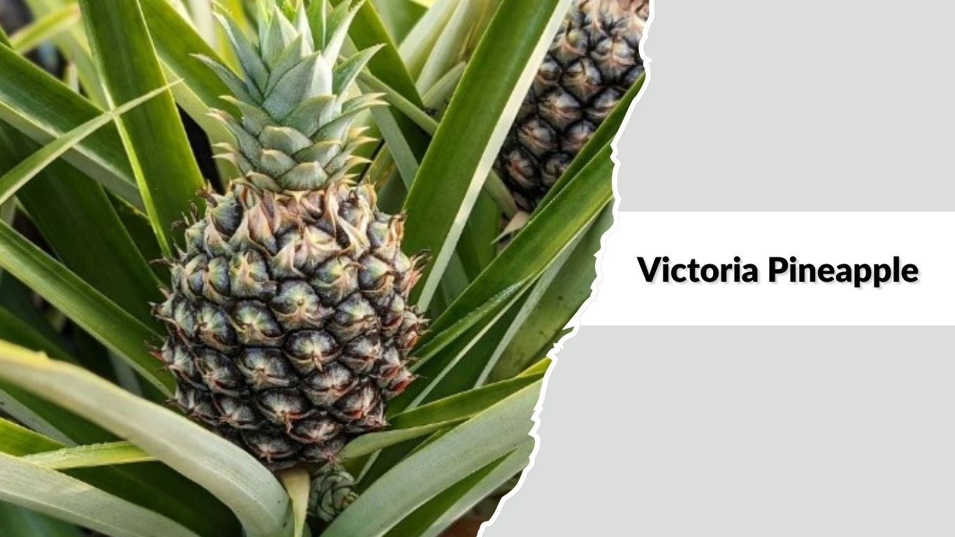 20 Common Types of Pineapple Tree: Identification with Pictures