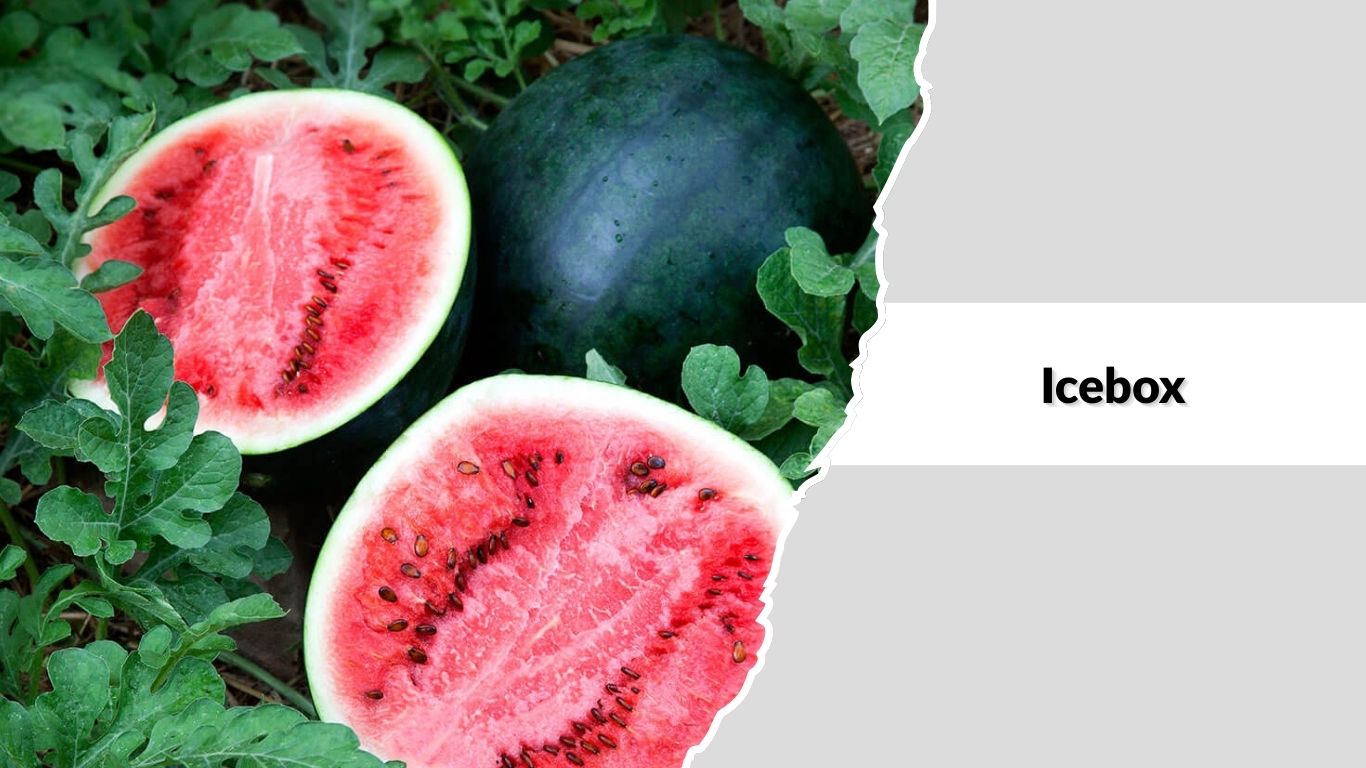 15 Types of Watermelon: Identification with Pictures