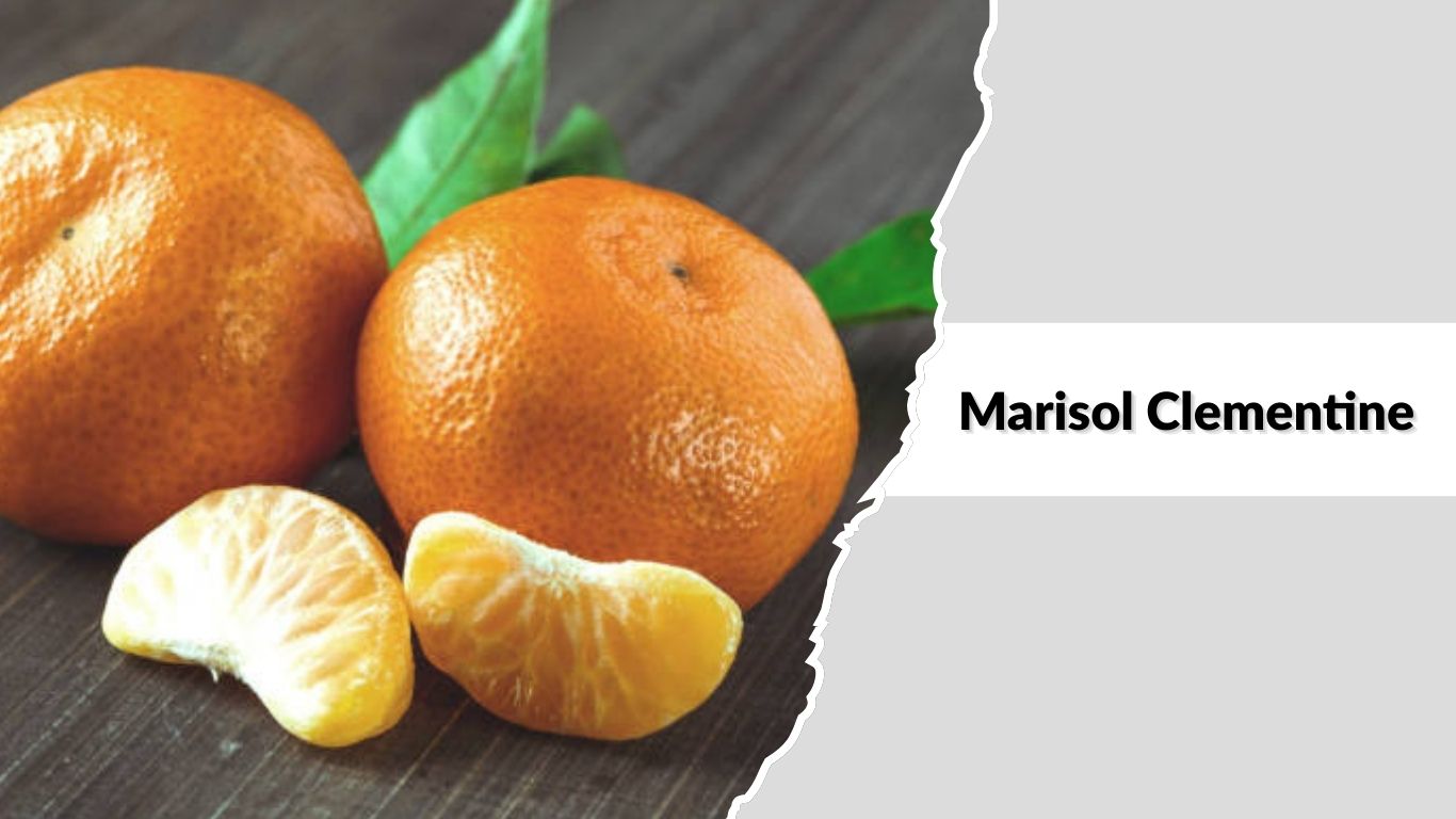 15 Types of Clementine Fruit: Species, Identification with Picture