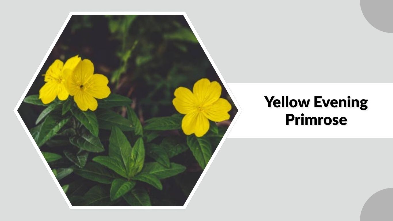 25 Types of Evening Primrose: Identification with Picture