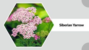 20 Types of Yarrow Flowers: Different Plant Identification with Pictures