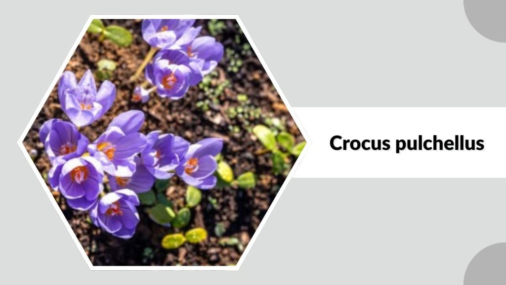 20 Types of Crocus Flowers: Identification with Pictures