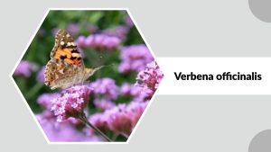 25 Types of Verbena Flower: Species Identification with Pictures