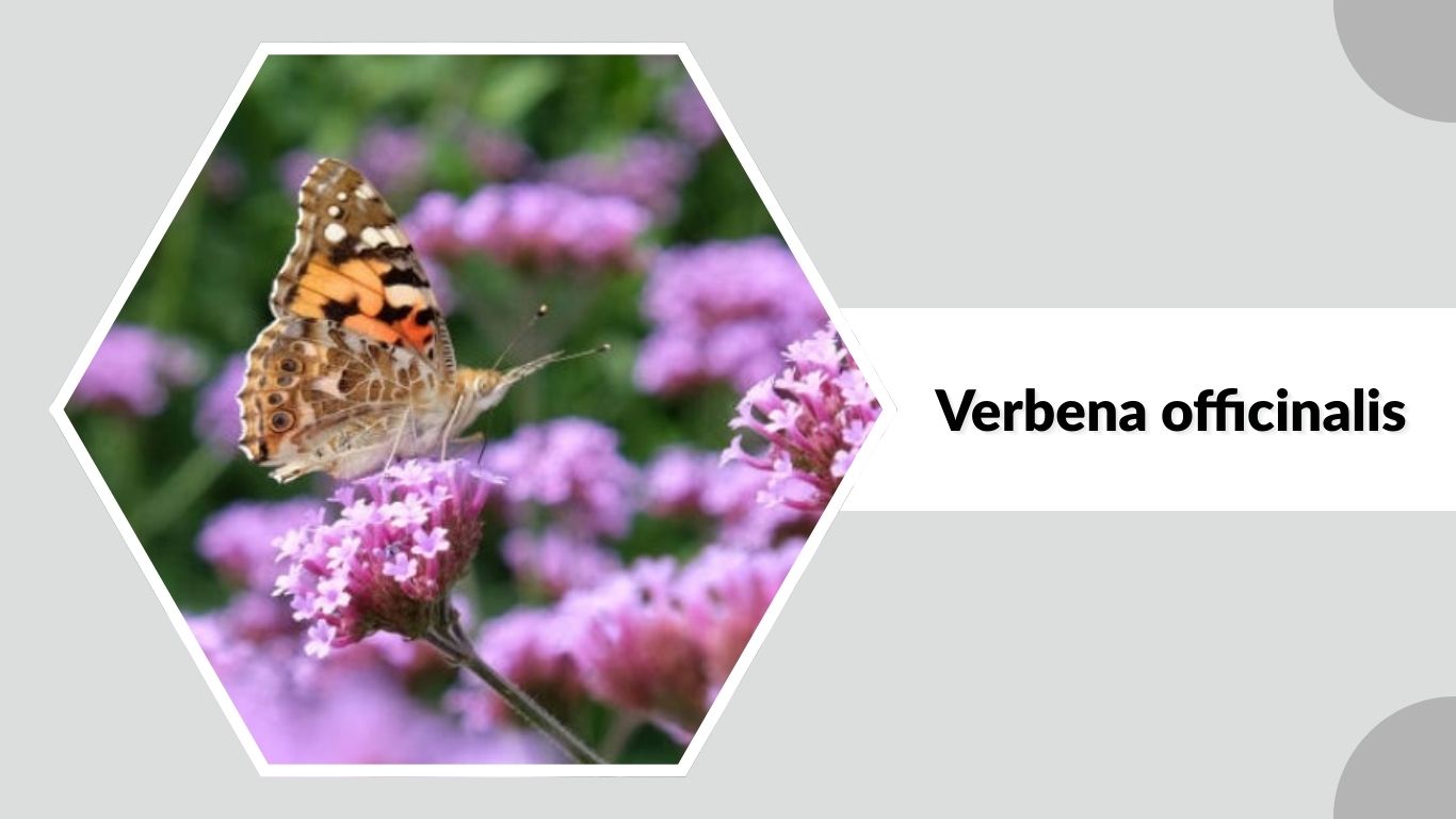 25 Types of Verbena Flower: Species Identification with Pictures