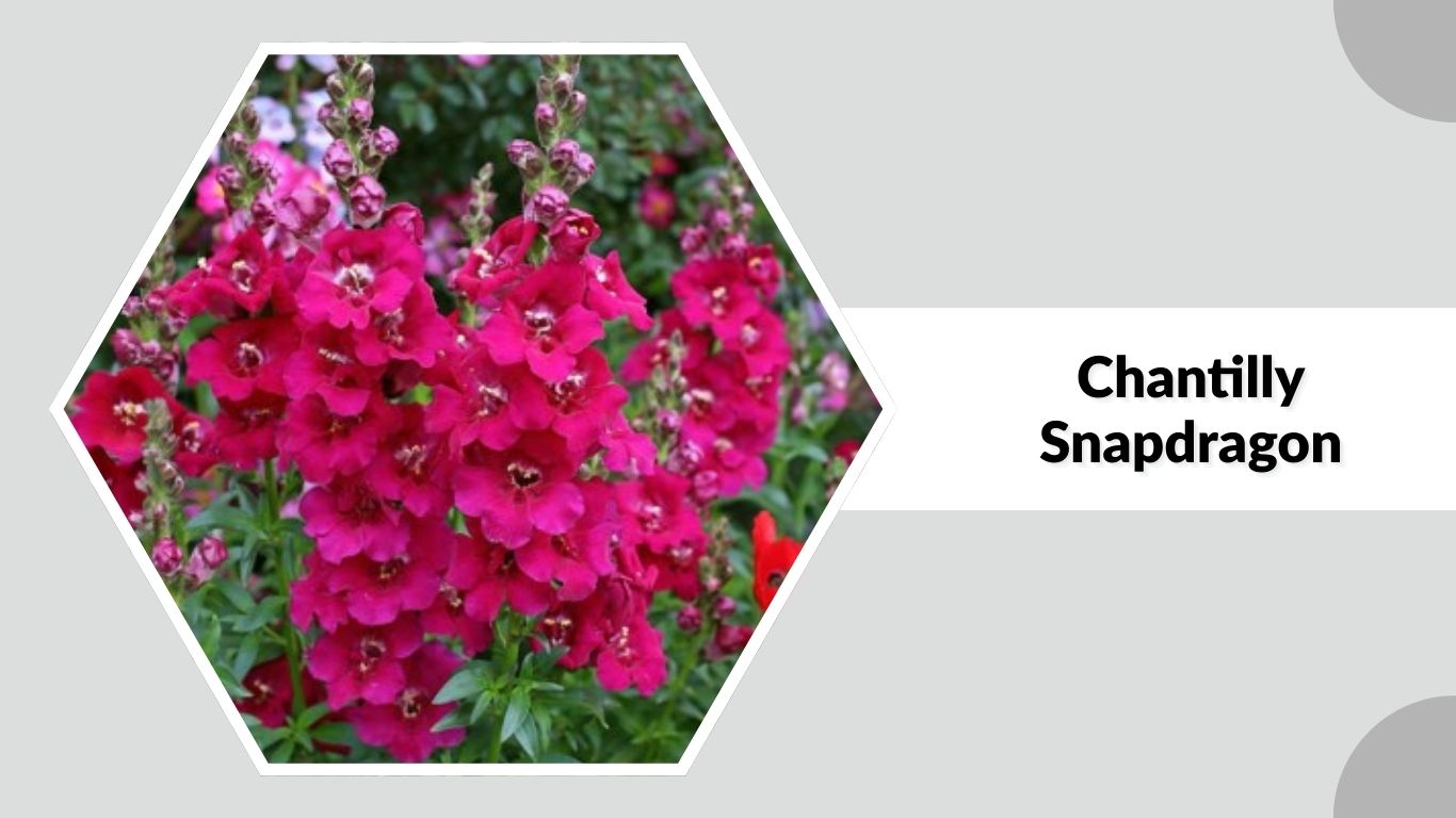 20 Types of Snapdragon Flower: Identification with Pictures