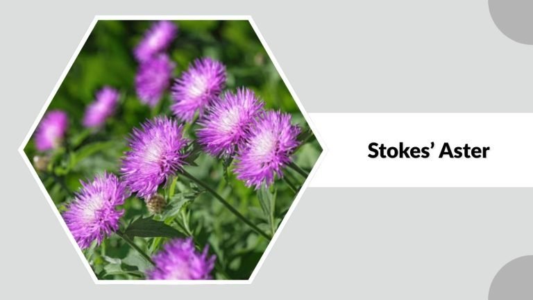 27 Types of Aster Flowers: Different Species ID with Pictures