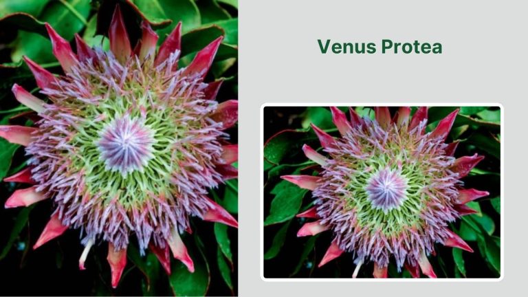 25 Types of Protea Flowers: Species Identification with Pictures