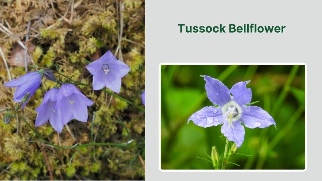 17 Types of Bellflower: Identification with Picture