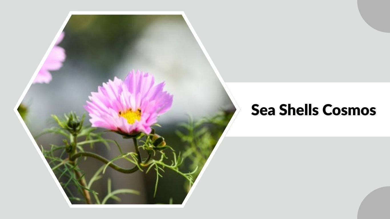 25 Types of Cosmos Flowers: Different Species ID with Pictures