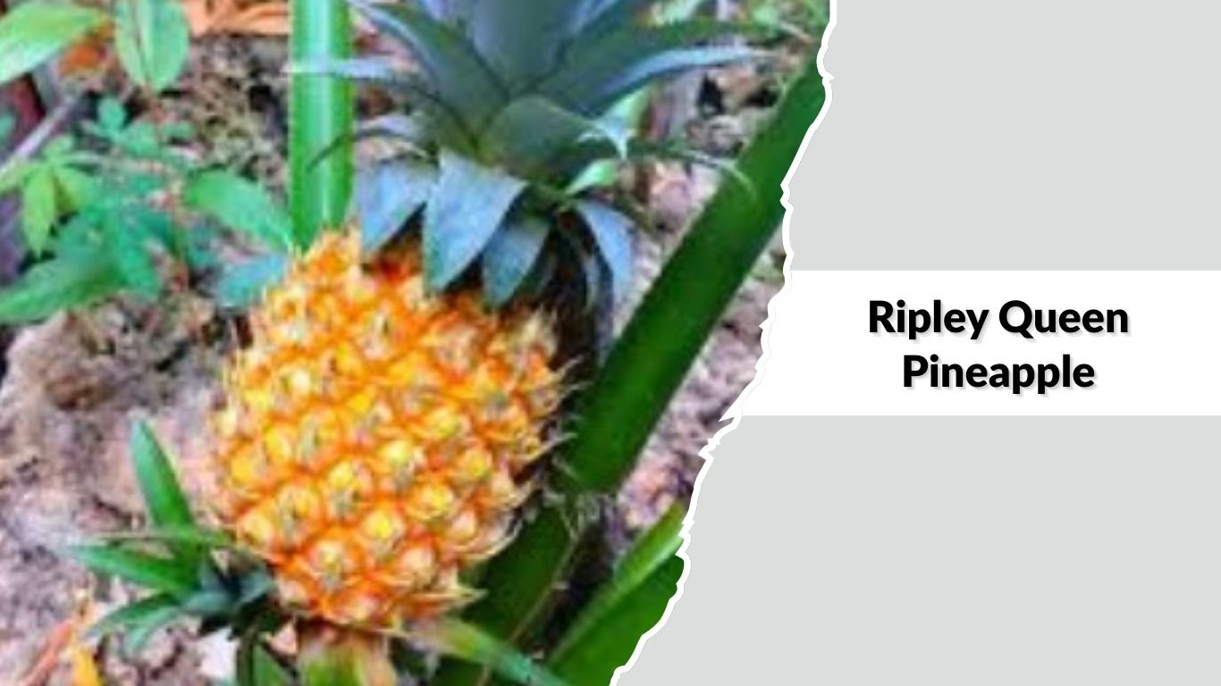 20 Common Types of Pineapple Tree: Identification with Pictures